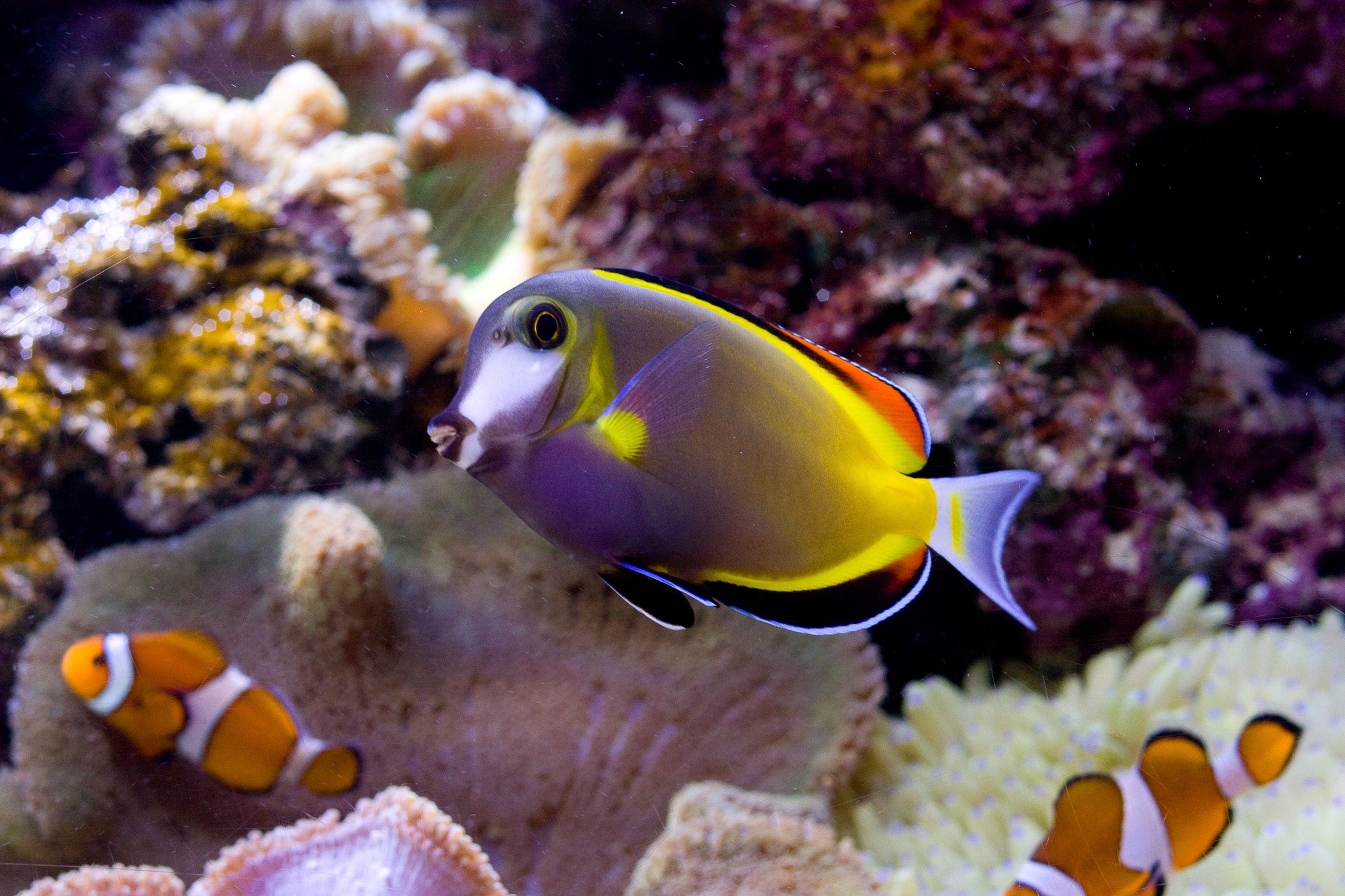 Powder Brown Tang – SomethingFishyLLC