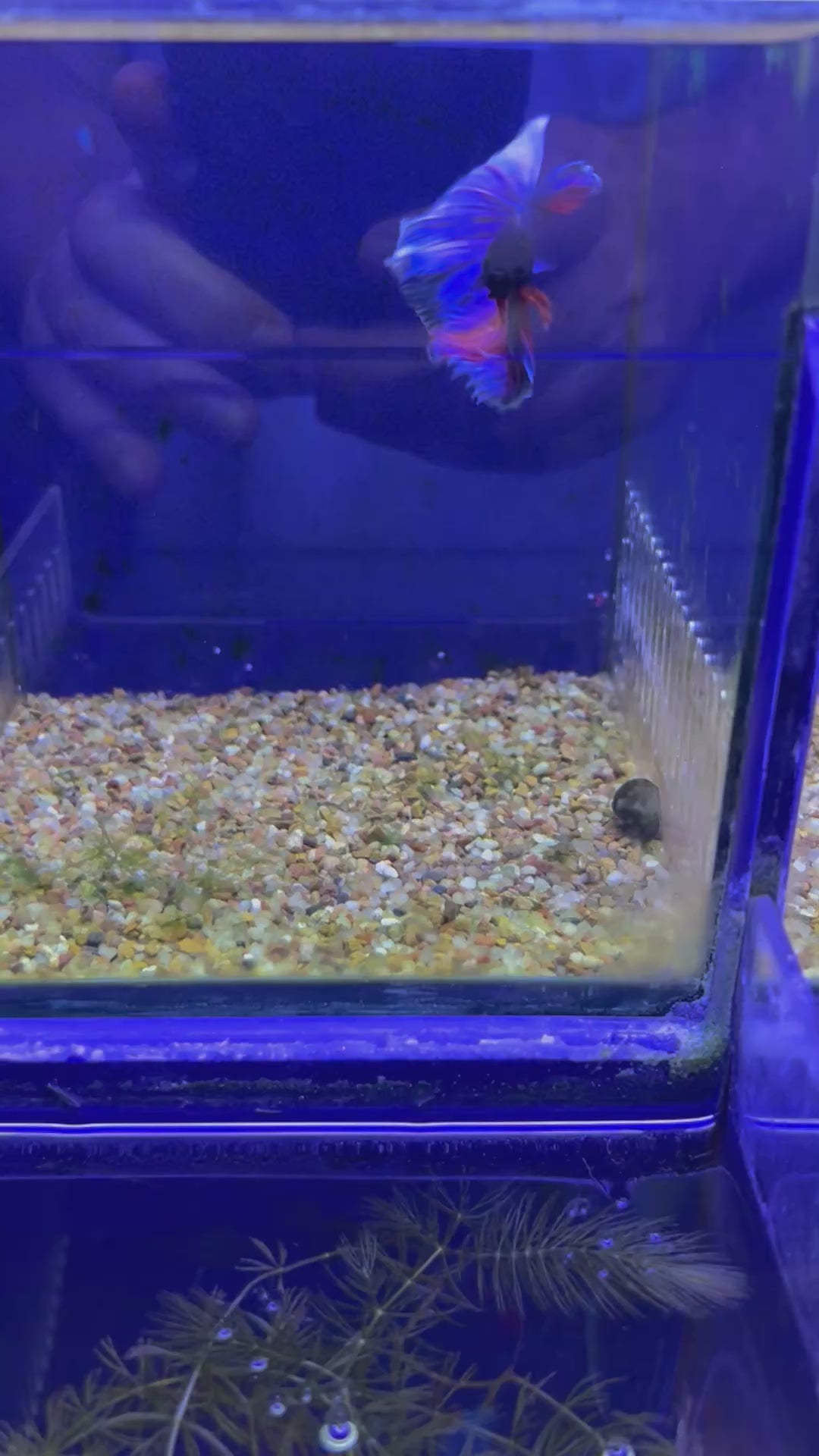 #9 Male Betta – SomethingFishyLLC