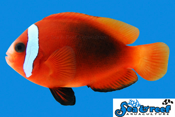 Saltwater Fish – SomethingFishyLLC