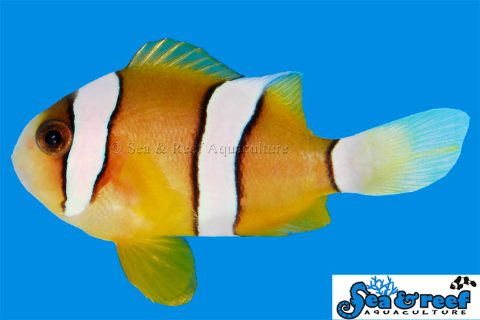 Saltwater Fish – SomethingFishyLLC