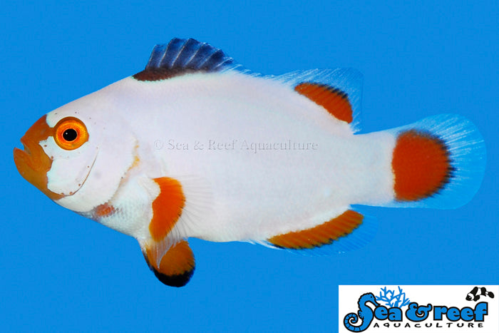 Saltwater Fish – SomethingFishyLLC