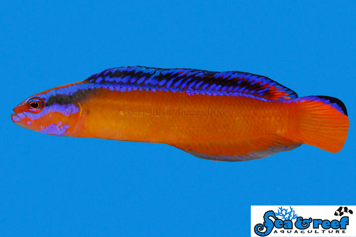 Neon Dottyback – SomethingFishyLLC