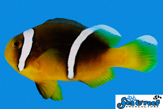 Sebae Clownfish – SomethingFishyLLC