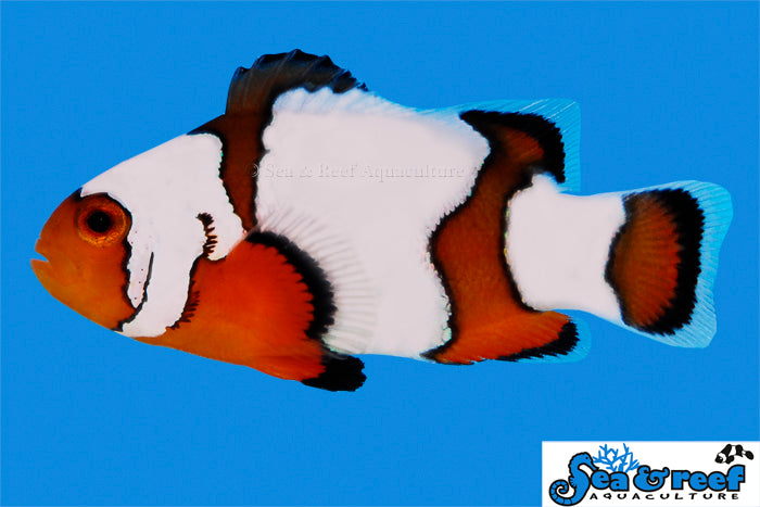 Snowflake Clownfish – SomethingFishyLLC