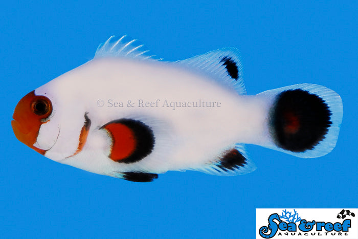 Wyoming White Clownfish – SomethingFishyLLC