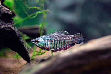 Samurai Gourami – SomethingFishyLLC