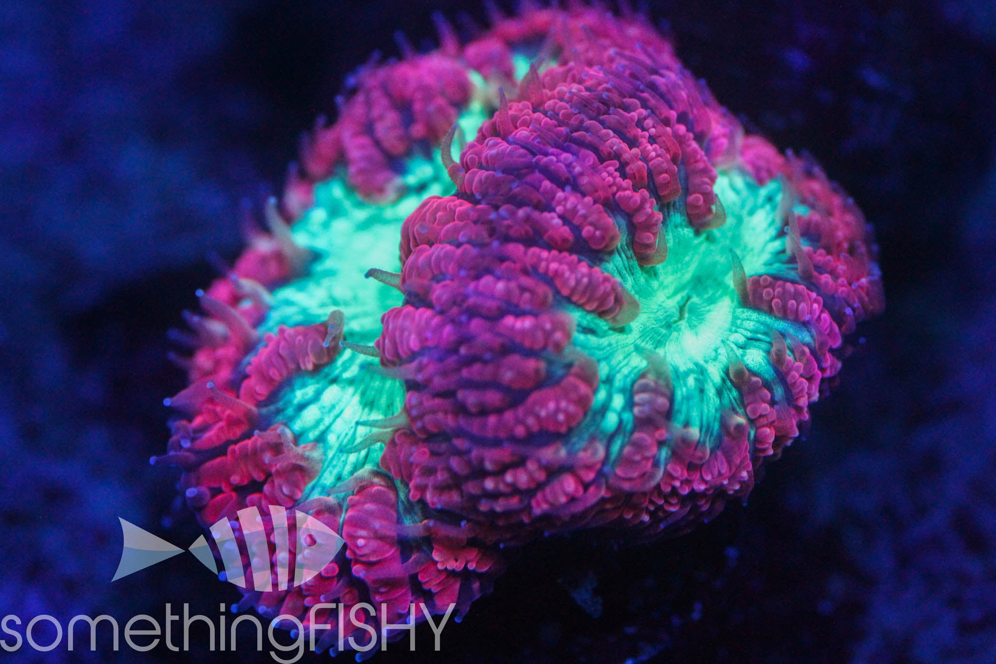 Coral – SomethingFishyLLC