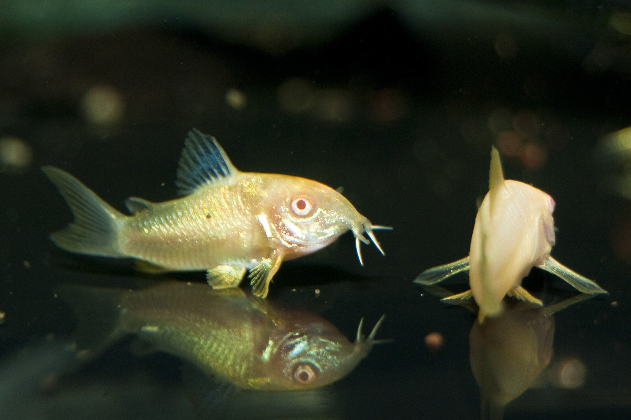 Corydoras – SomethingFishyLLC