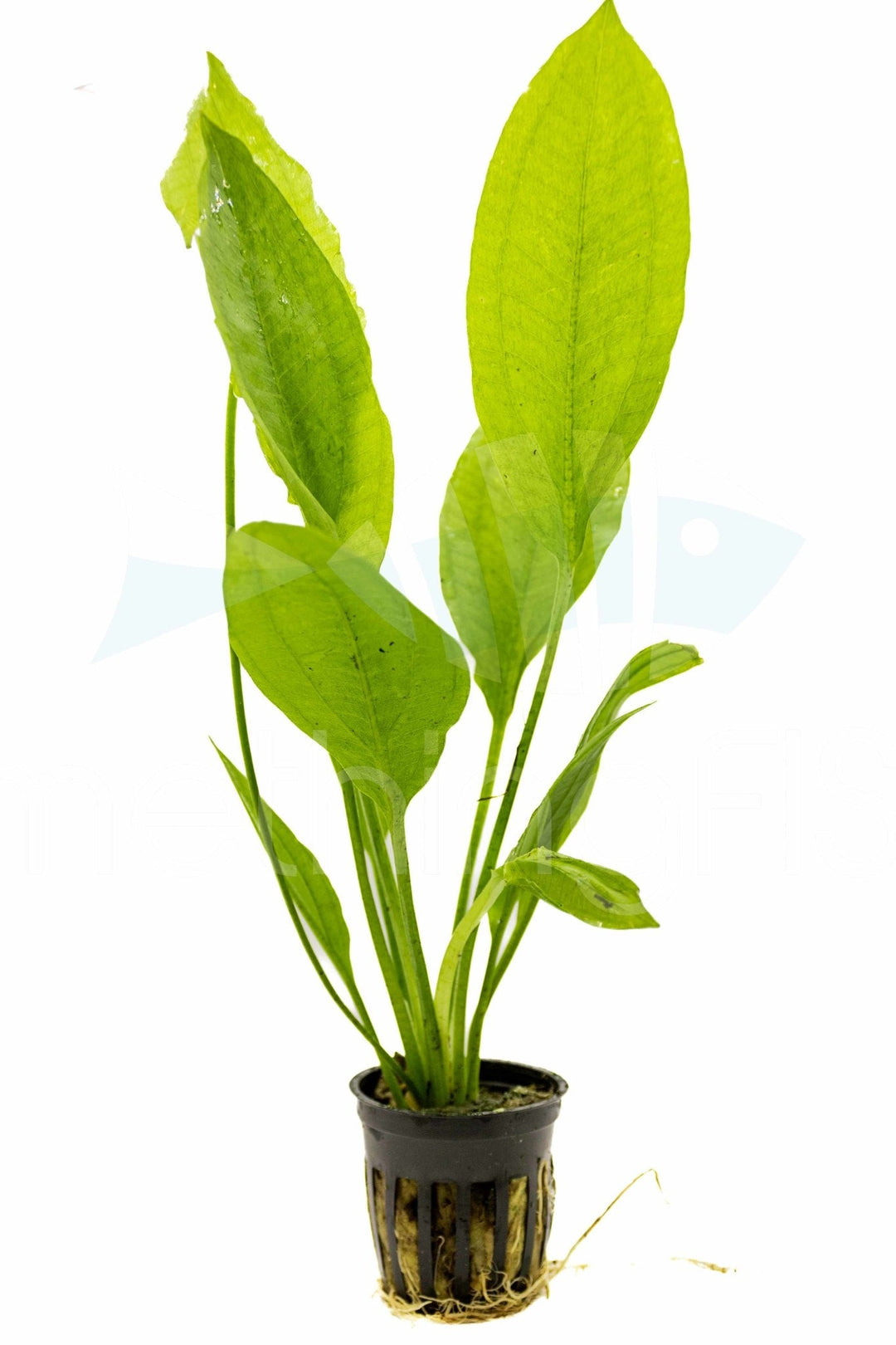 Amazon Sword Pot Plant – SomethingFishyLLC
