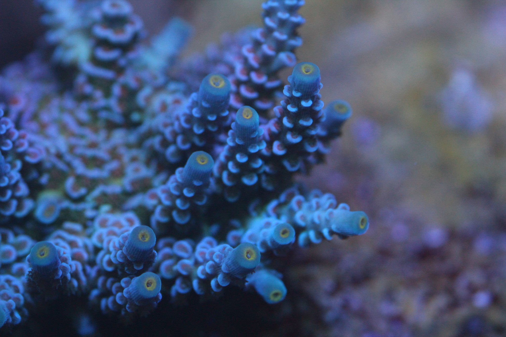 Circus Freak Acropora – SomethingFishyLLC