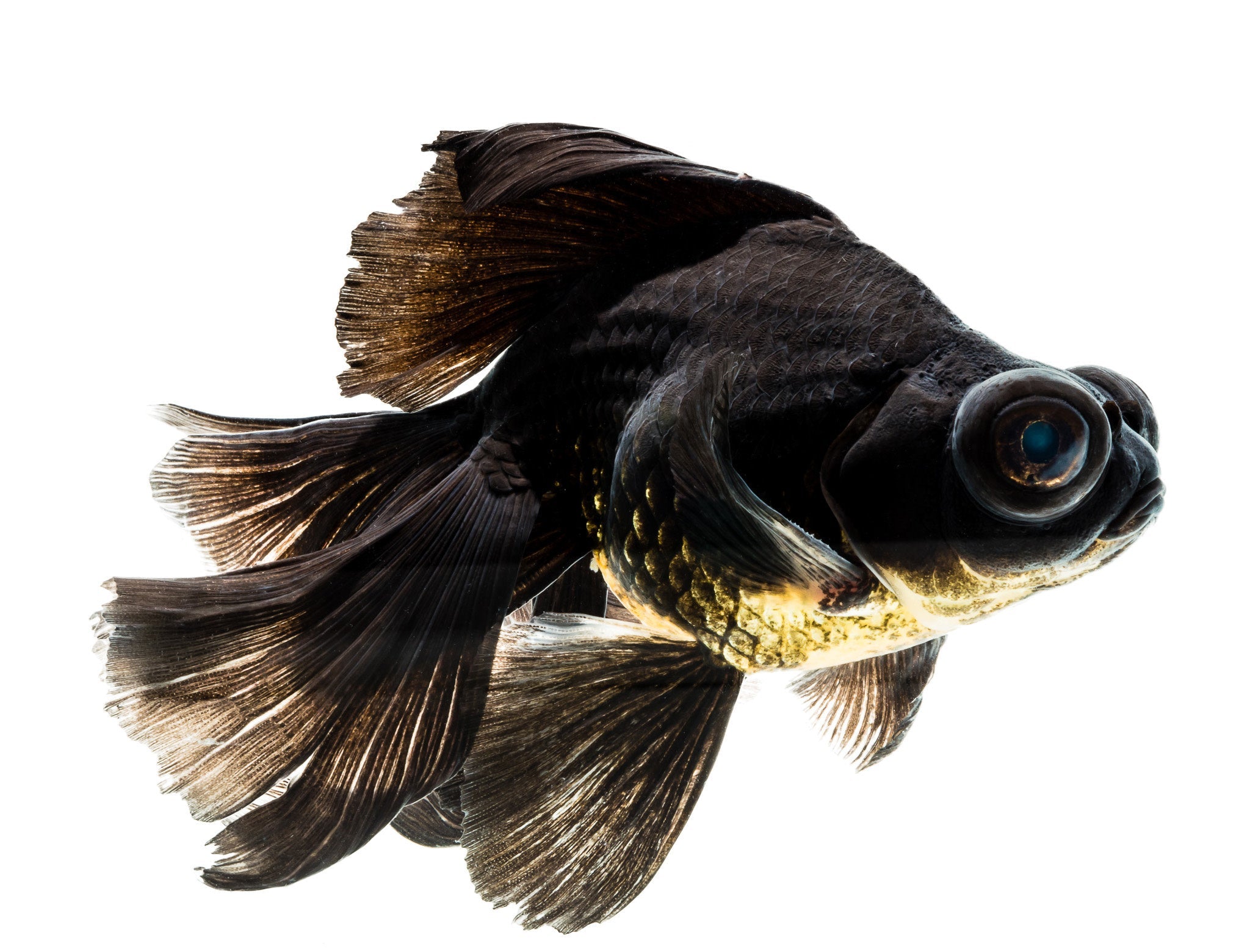 Black Moor Goldfish – SomethingFishyLLC