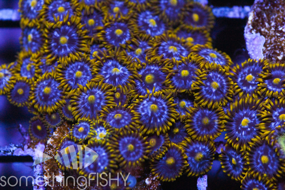 Blueberry Fields Paly/Zoa – SomethingFishyLLC