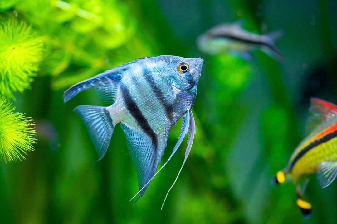 Blue Pinoy Angelfish – SomethingFishyLLC