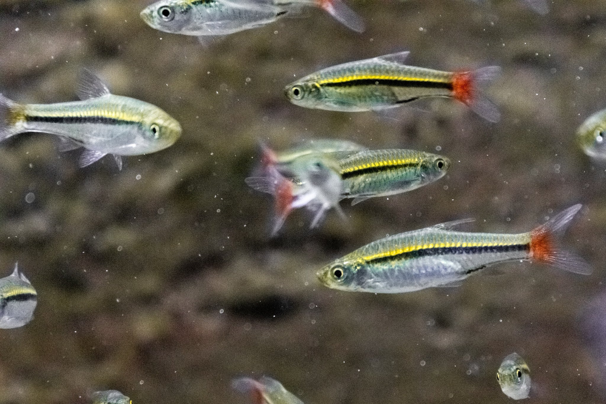 Brilliant Rasbora – SomethingFishyLLC
