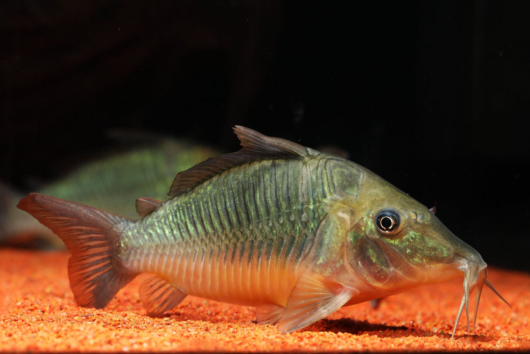 Corydoras – SomethingFishyLLC