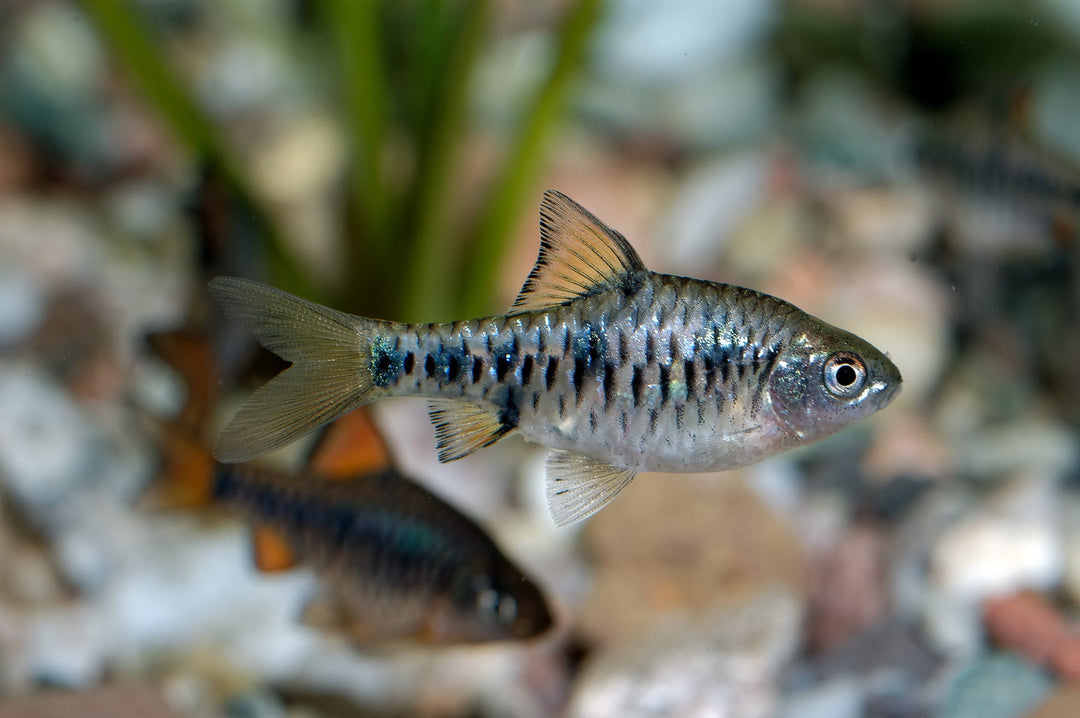 Checkerboard Barb – SomethingFishyLLC