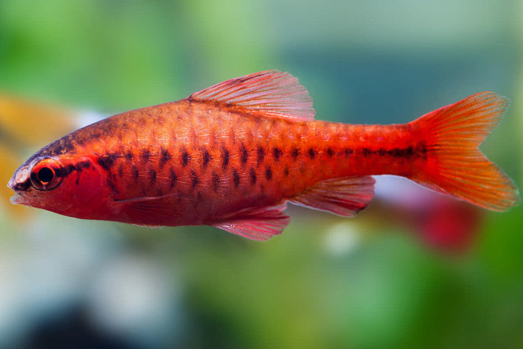 Cherry Barb – SomethingFishyLLC
