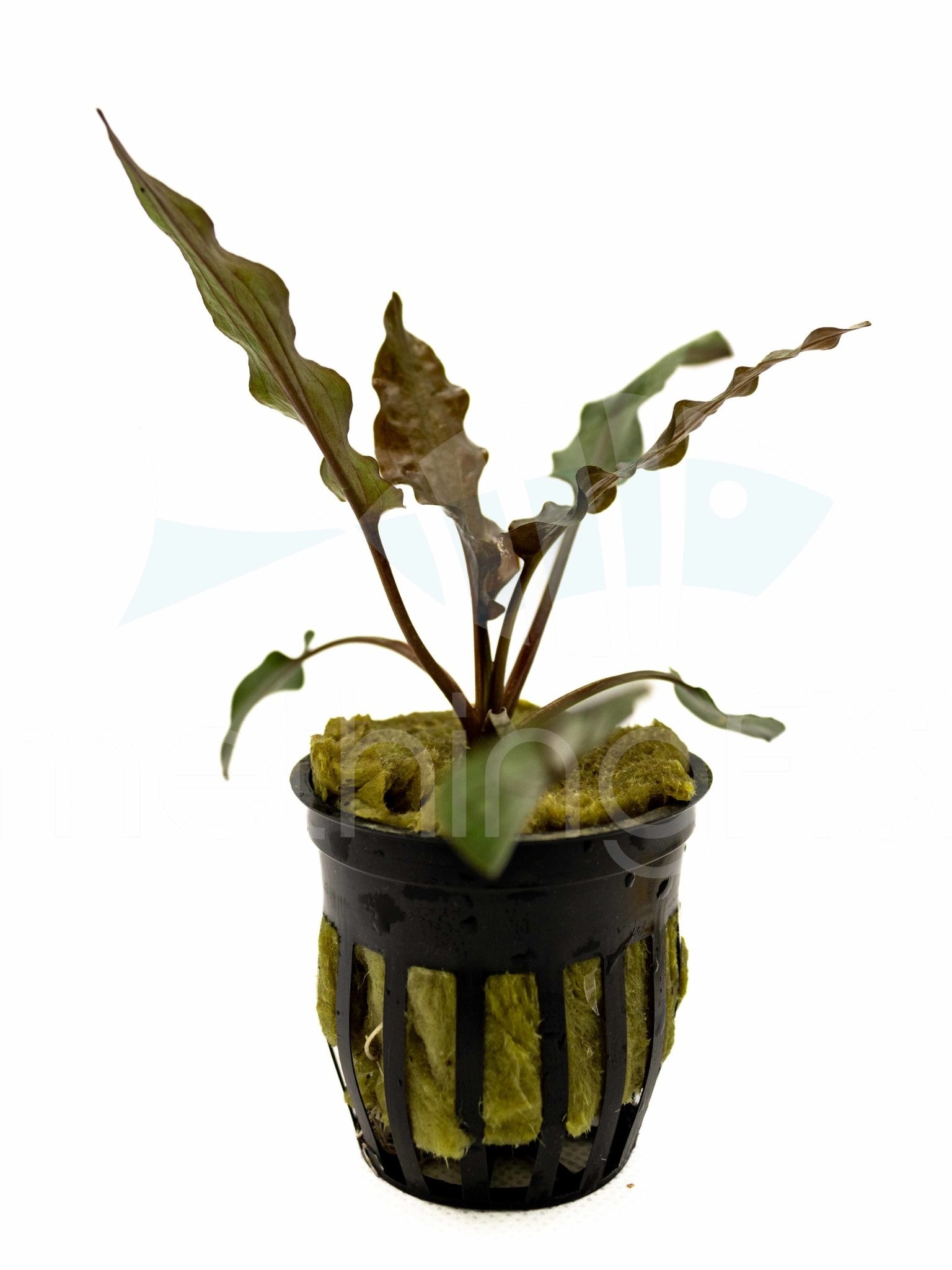 Crypt Red Wendtii Plant Pot – SomethingFishyLLC