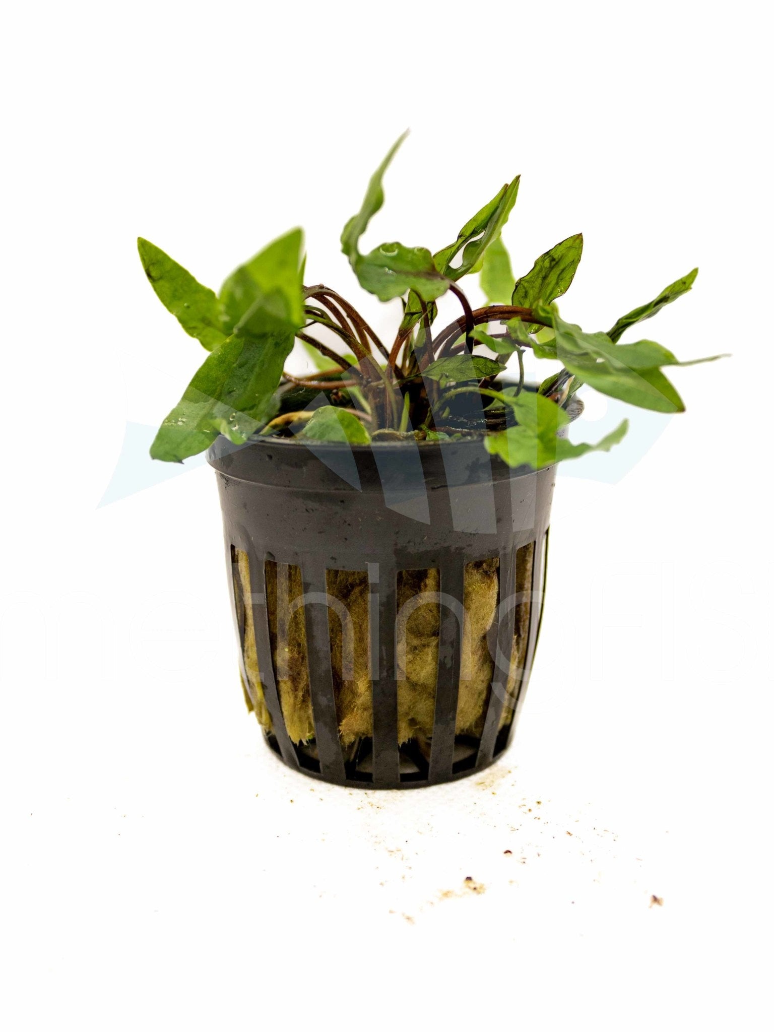 Crypt Green Wendtii Plant Pot – SomethingFishyLLC
