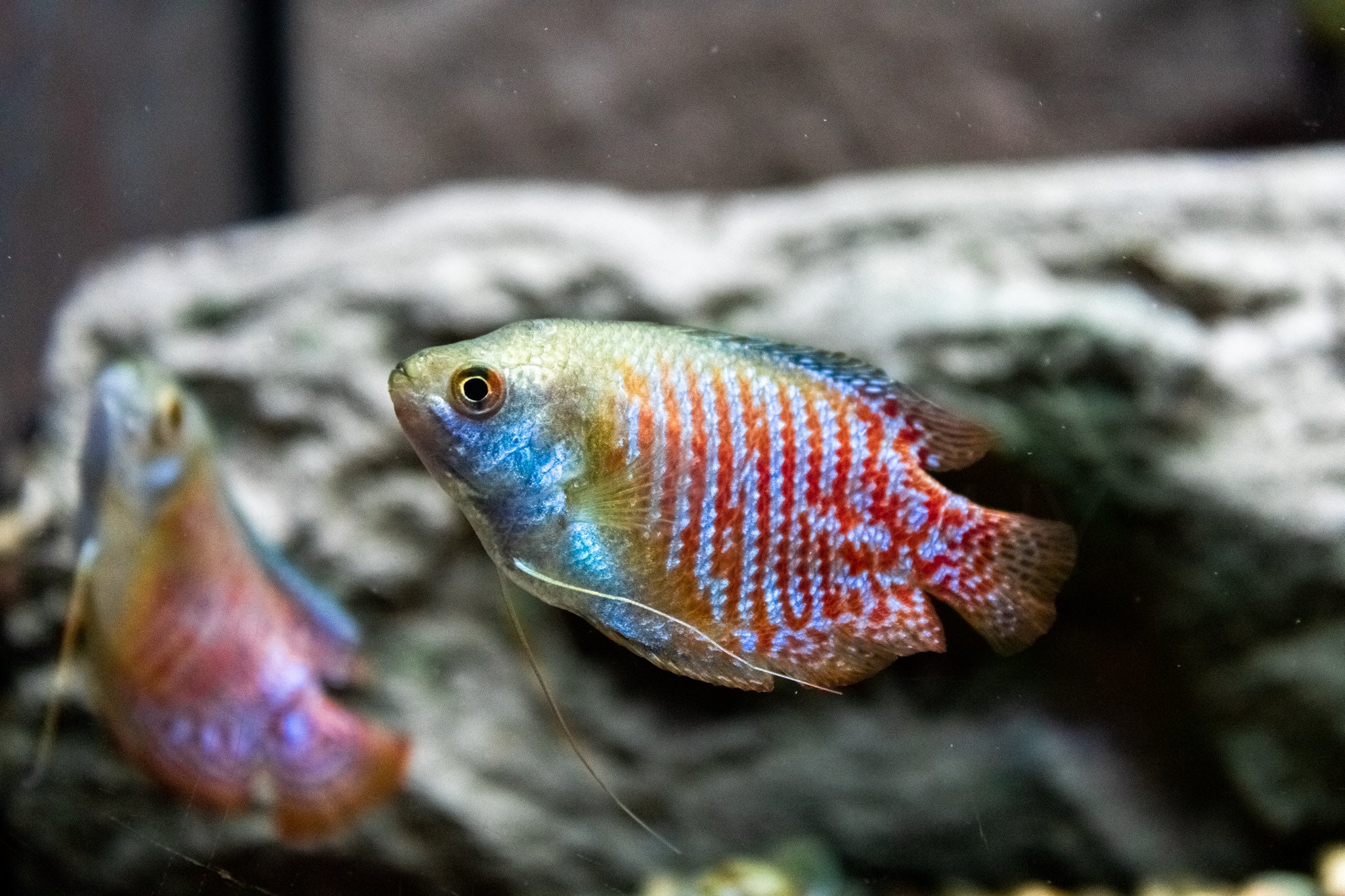 Dwarf Neon Gourami – SomethingFishyLLC