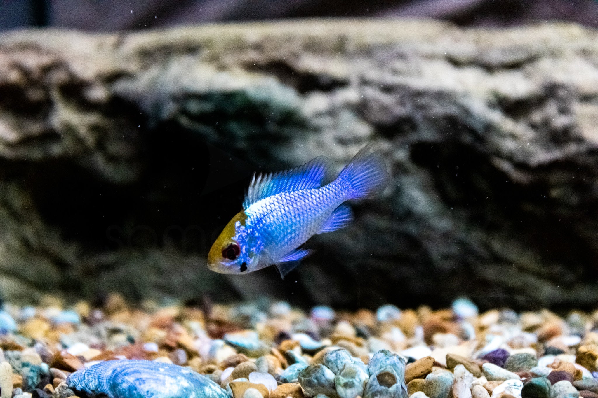 Electric Blue Ram – SomethingFishyLLC