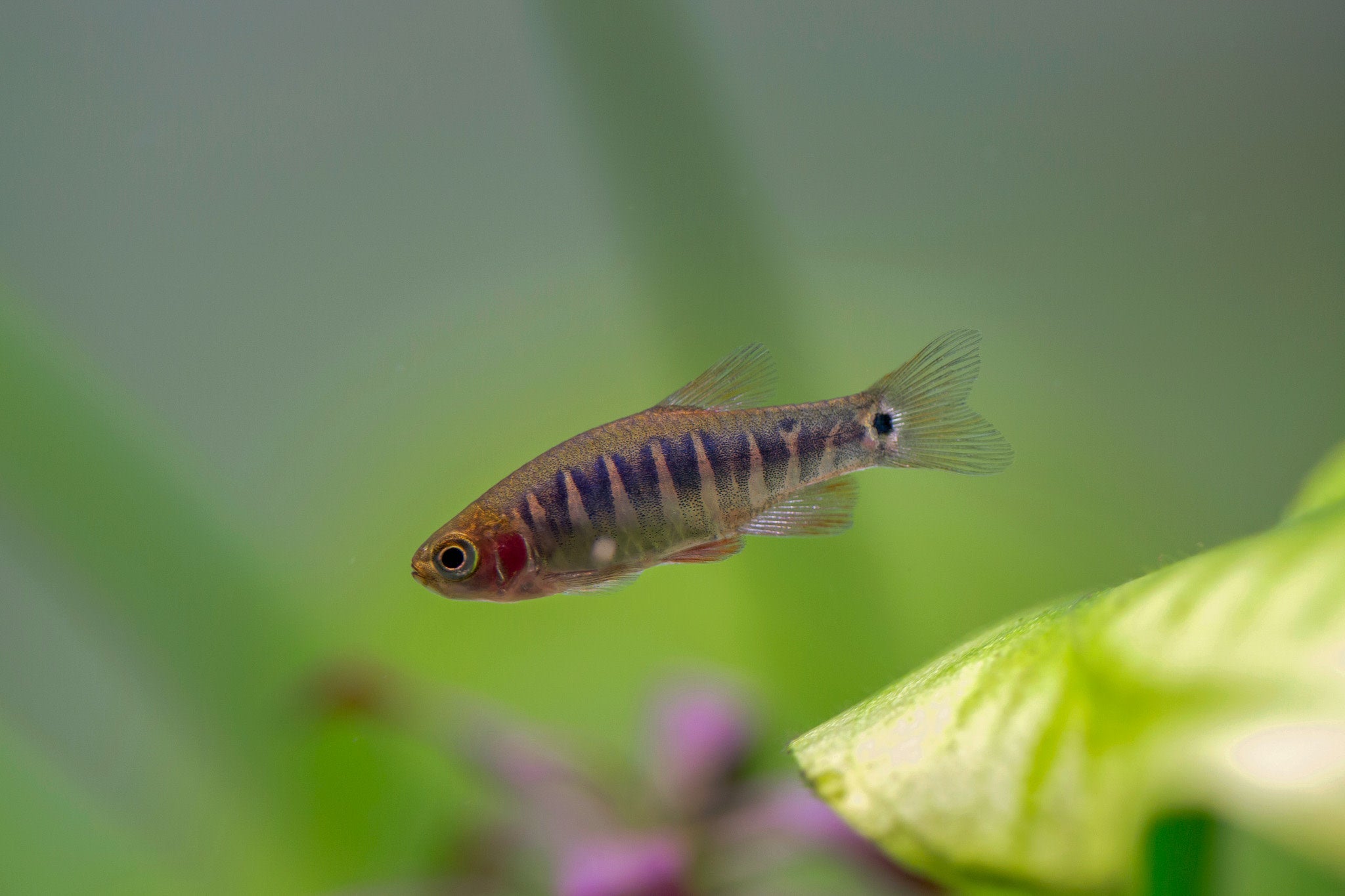 Emerald Rasbora – SomethingFishyLLC