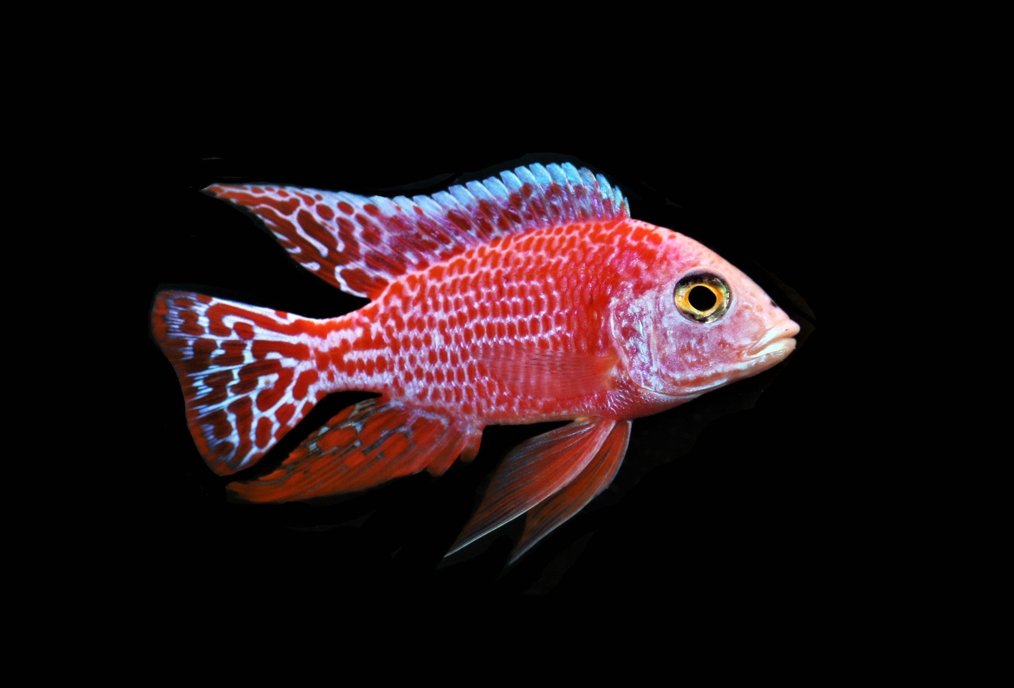 Firefish Peacock Cichlid – SomethingFishyLLC