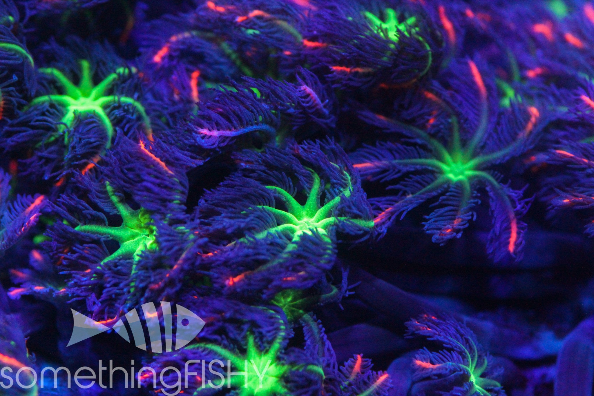 Fireworks Clove Polyps – SomethingFishyLLC