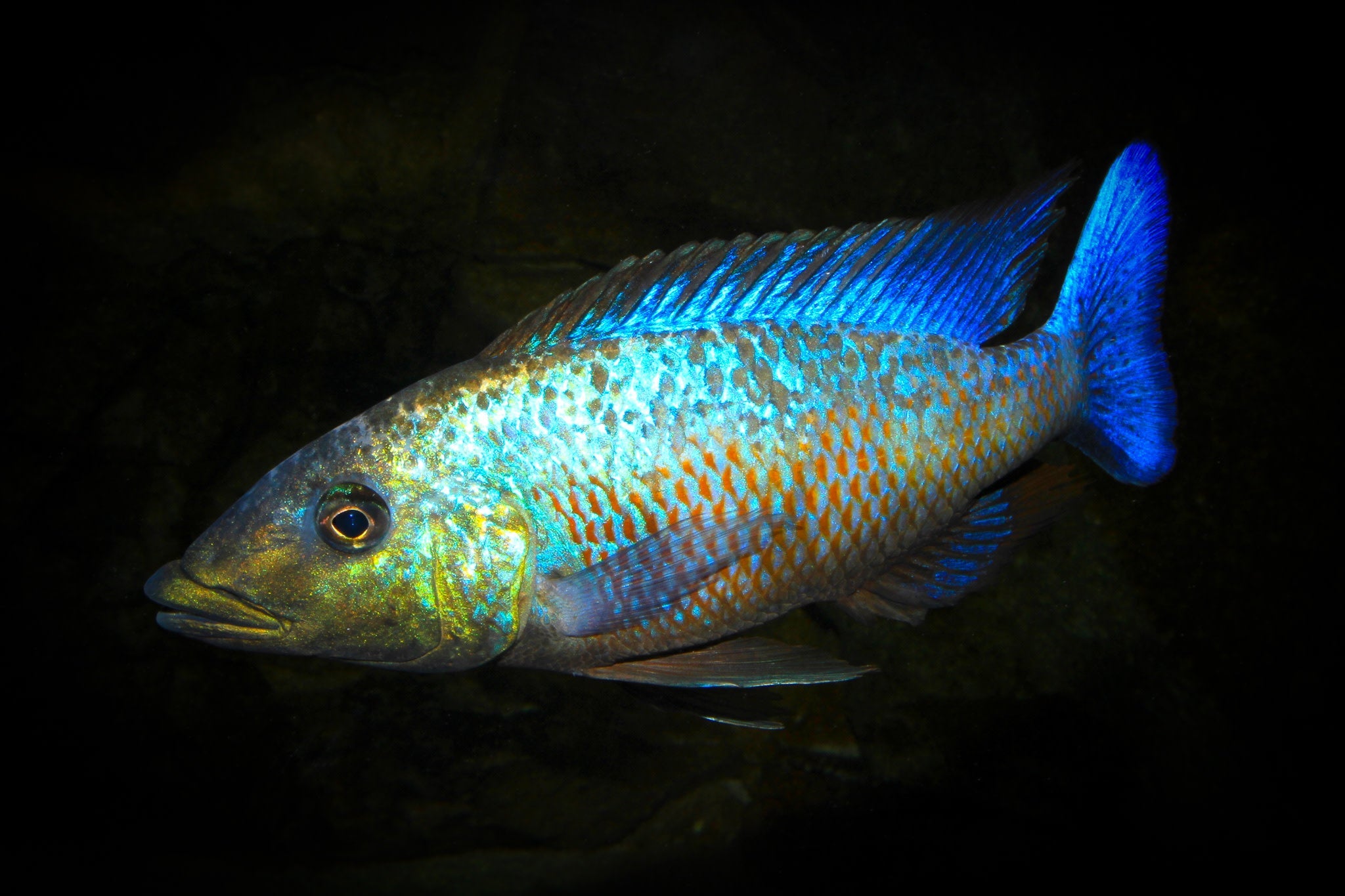 Fossochromis Rostratus Cichlid – SomethingFishyLLC