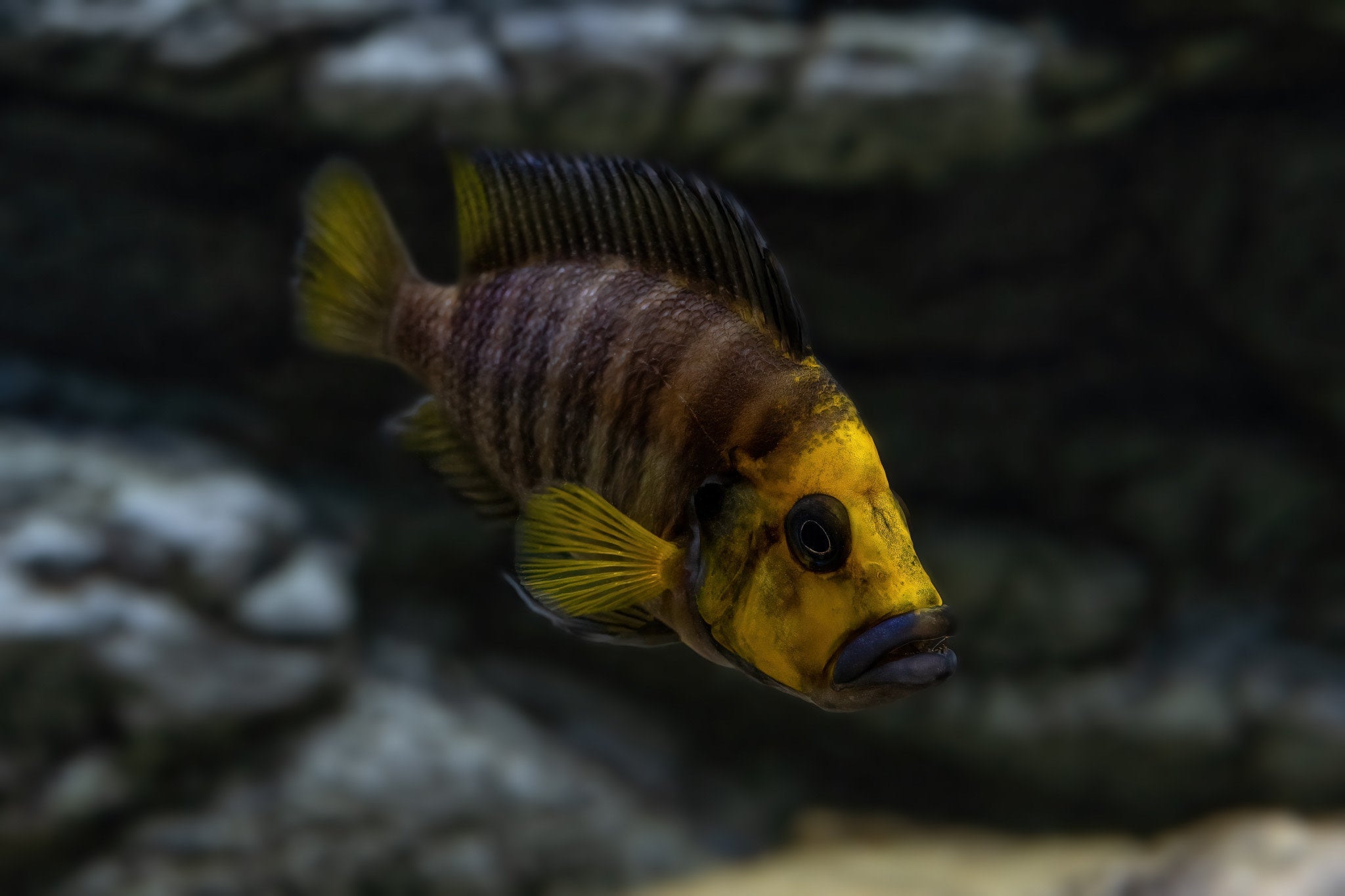 Gold Head Compressicep Cichlid – SomethingFishyLLC