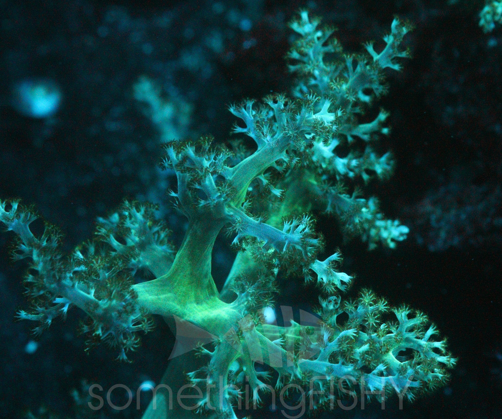 Green Kenya Tree Soft Coral – SomethingFishyLLC