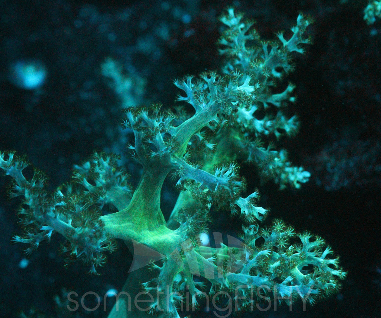 SOFT/ZOAS – SomethingFishyLLC