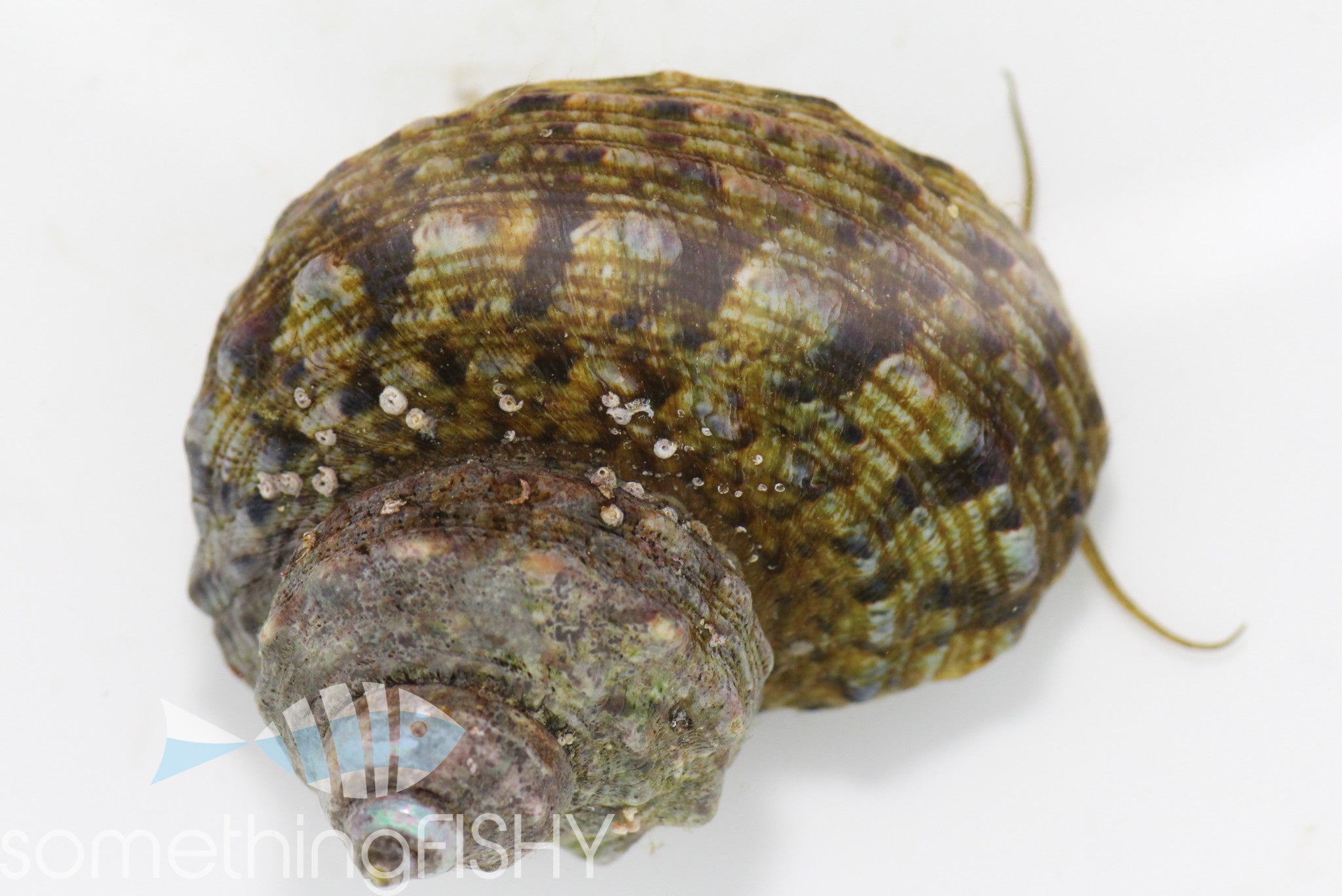 Mexican Turbo Snail – SomethingFishyLLC