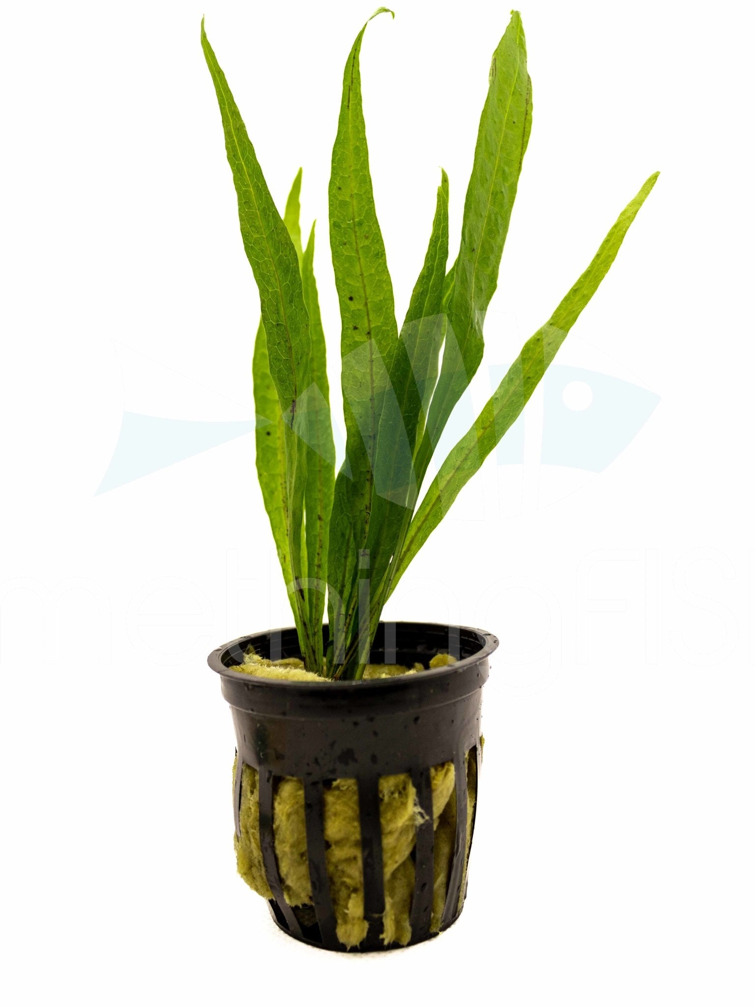 Java Fern Plant Pot – SomethingFishyLLC