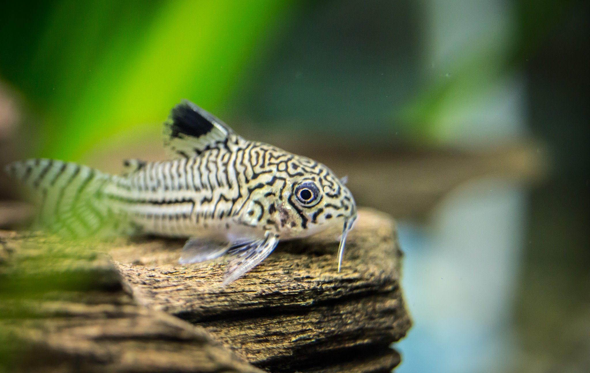 Corydoras Julii – SomethingFishyLLC