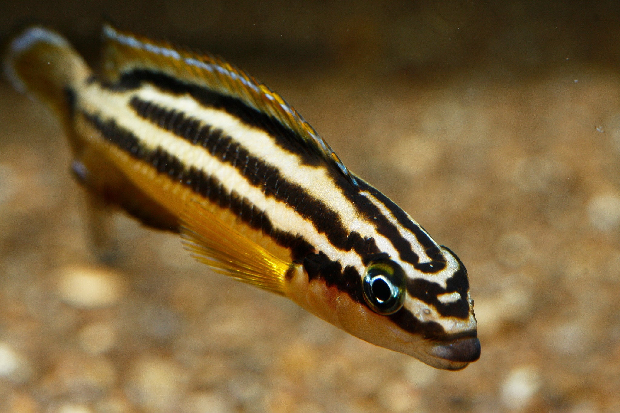 Julidochromis Regani Cichlid – SomethingFishyLLC