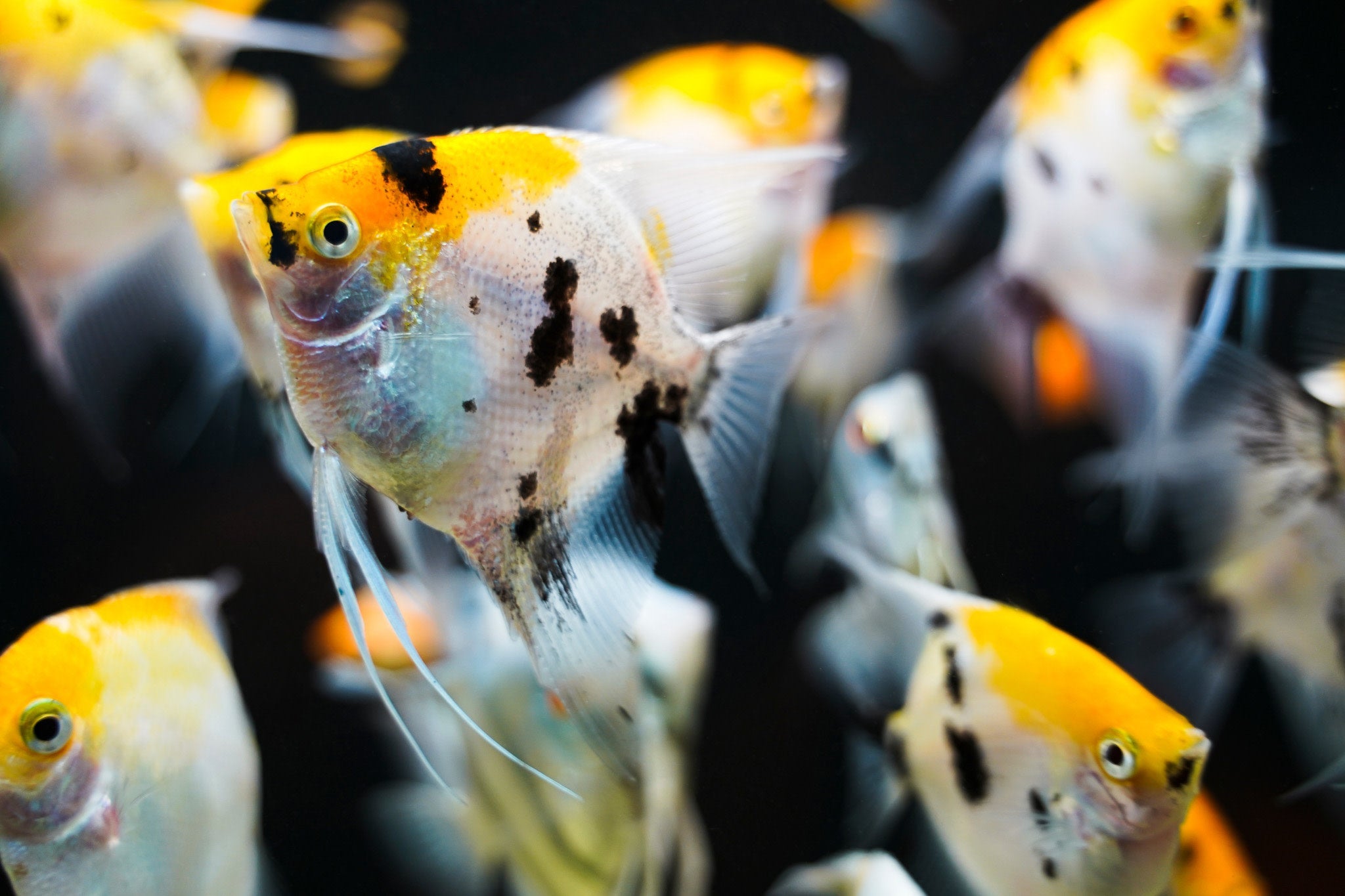 Koi Angelfish – SomethingFishyLLC
