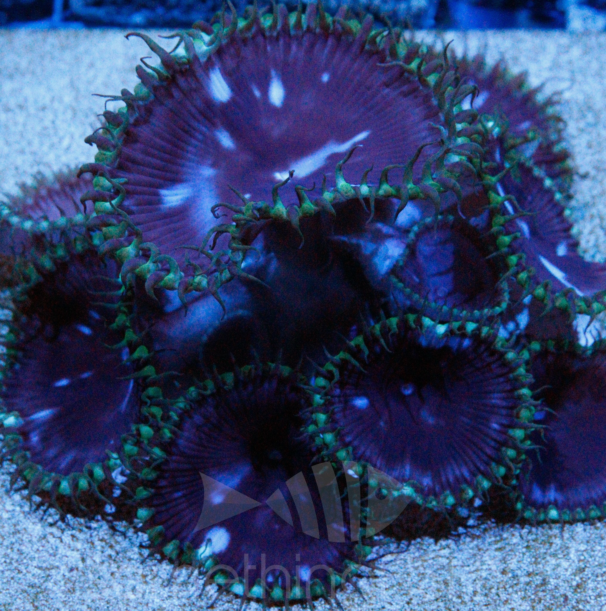 Rorschach Grandis Paly/Zoa – SomethingFishyLLC