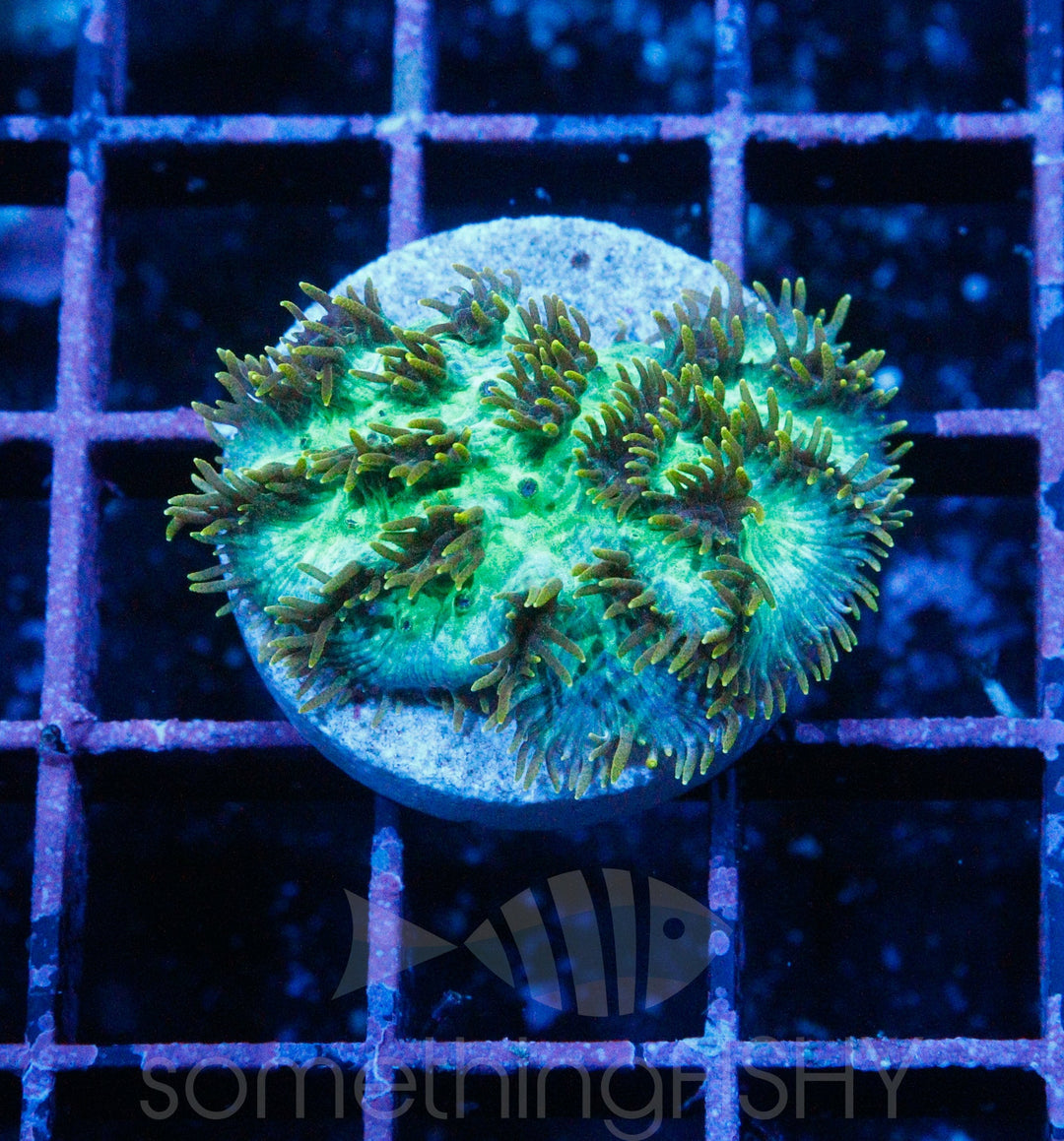 Limelight Hydnophora – SomethingFishyLLC