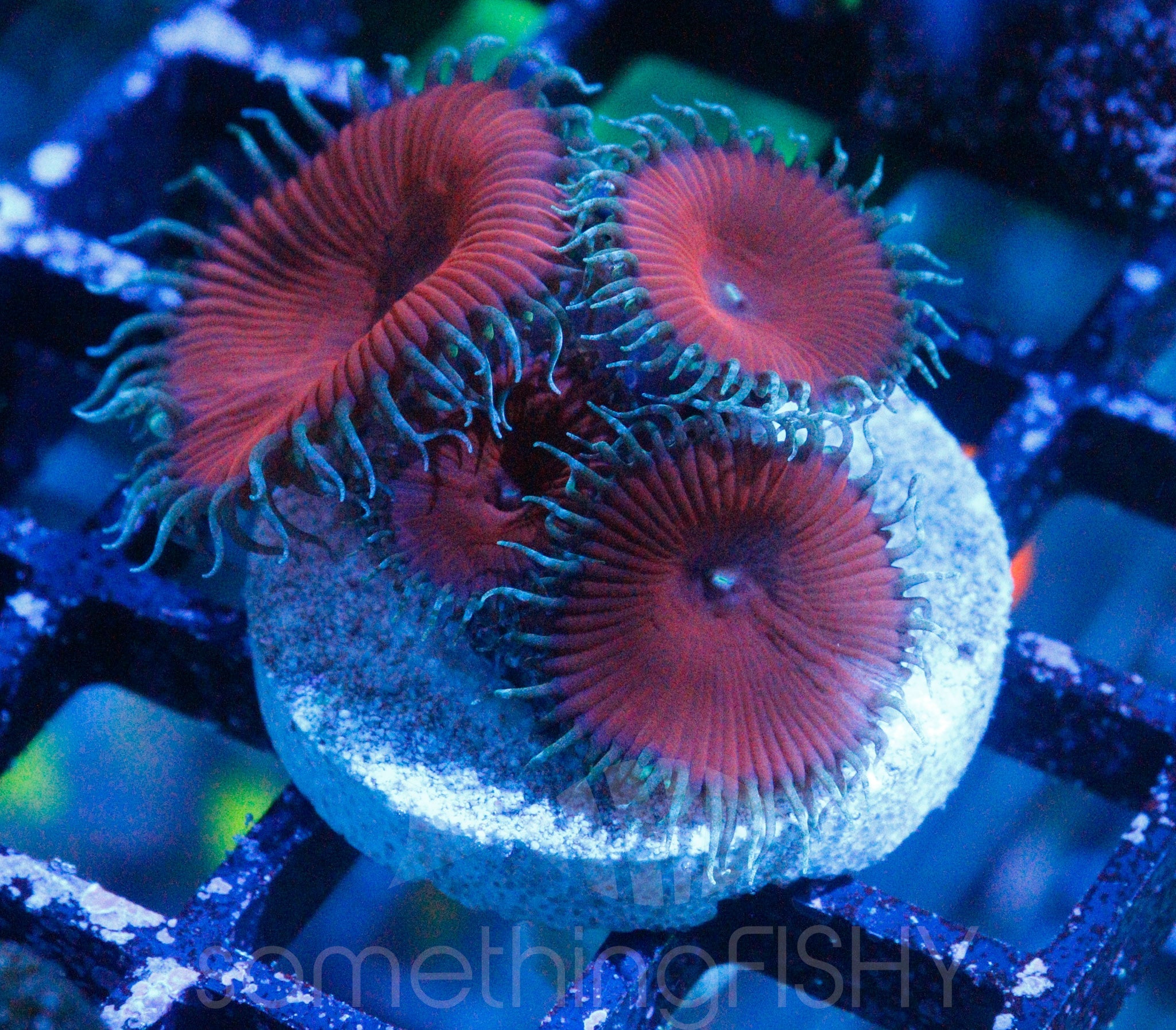 Red Death Paly/Zoa – SomethingFishyLLC
