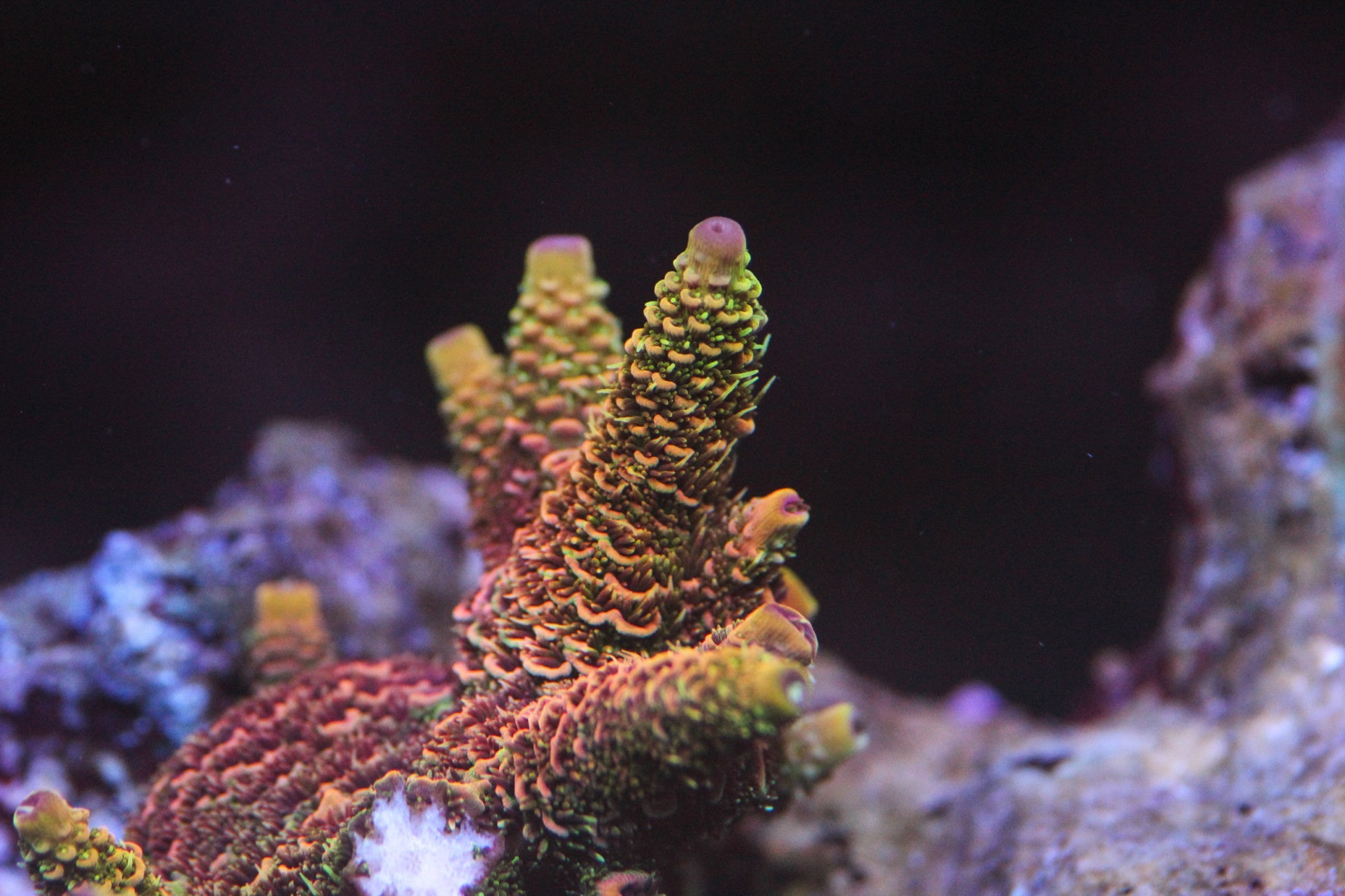 Rainbow Millepora – SomethingFishyLLC