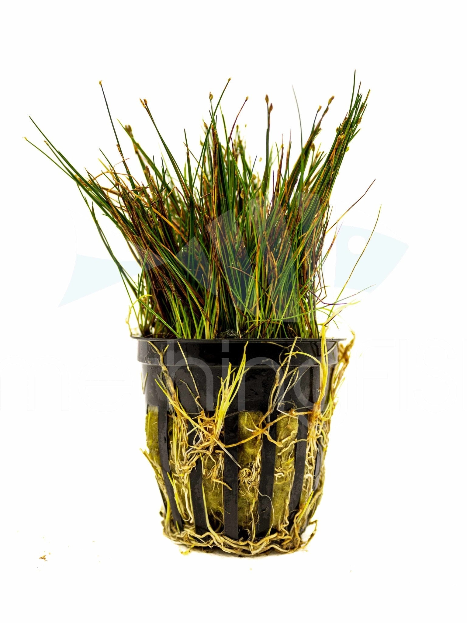 Dwarf Hairgrass Plant Pot – SomethingFishyLLC