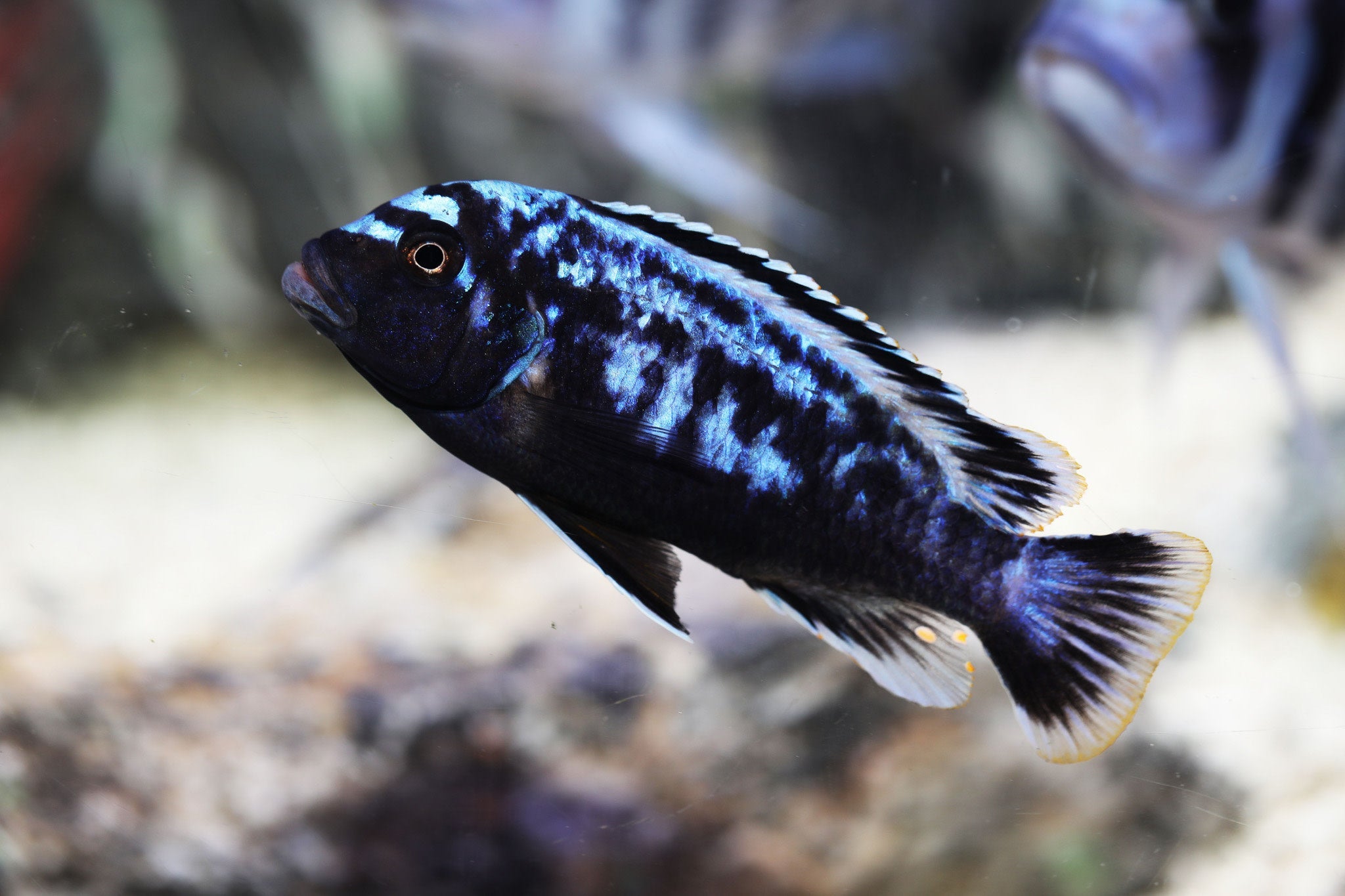 Metriaclima Msobo Cichlid – SomethingFishyLLC