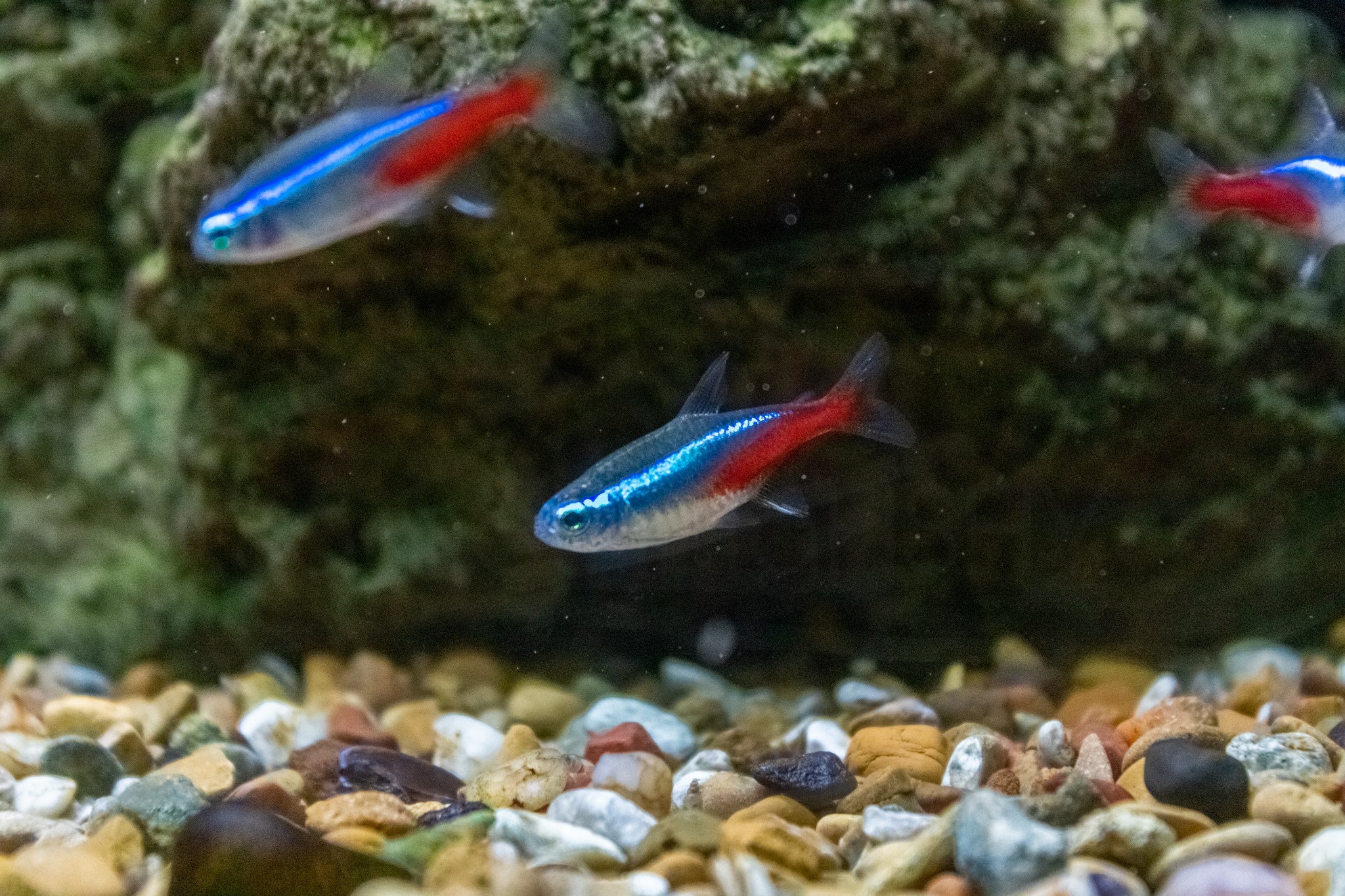Neon Tetra – SomethingFishyLLC