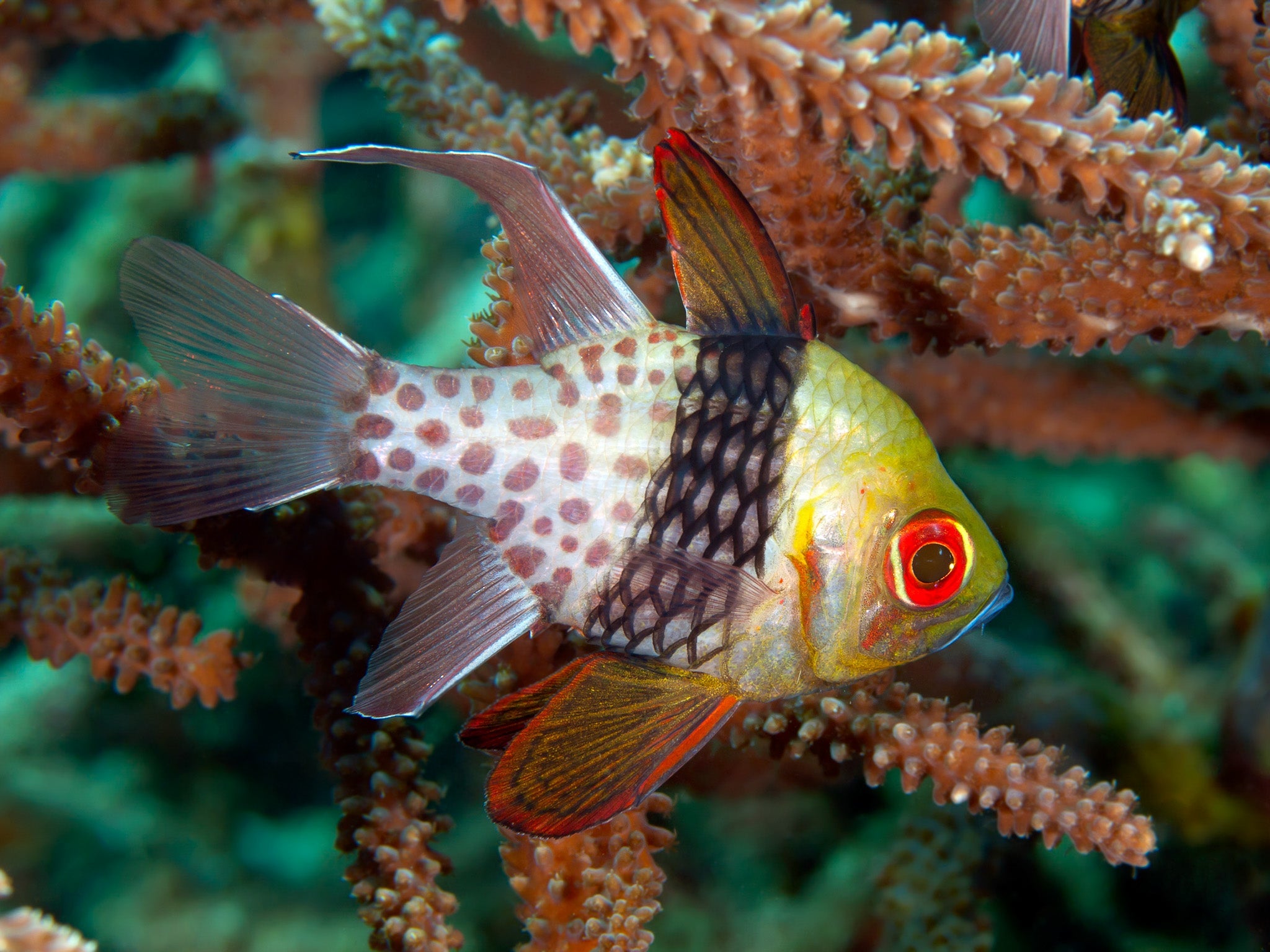 PJ Cardinal – SomethingFishyLLC