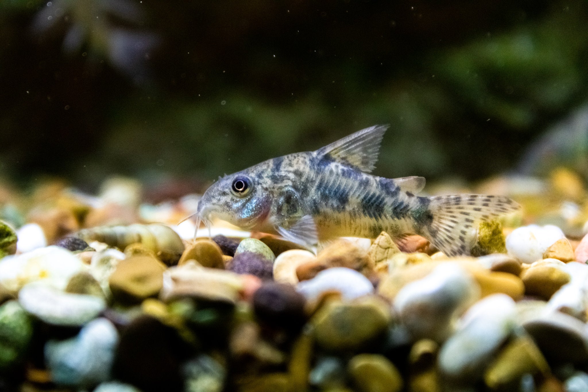 Paleatus Corydorus – SomethingFishyLLC