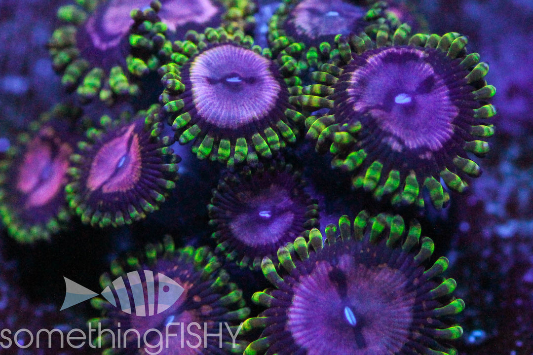 Purple Space Monster Paly/Zoa – SomethingFishyLLC