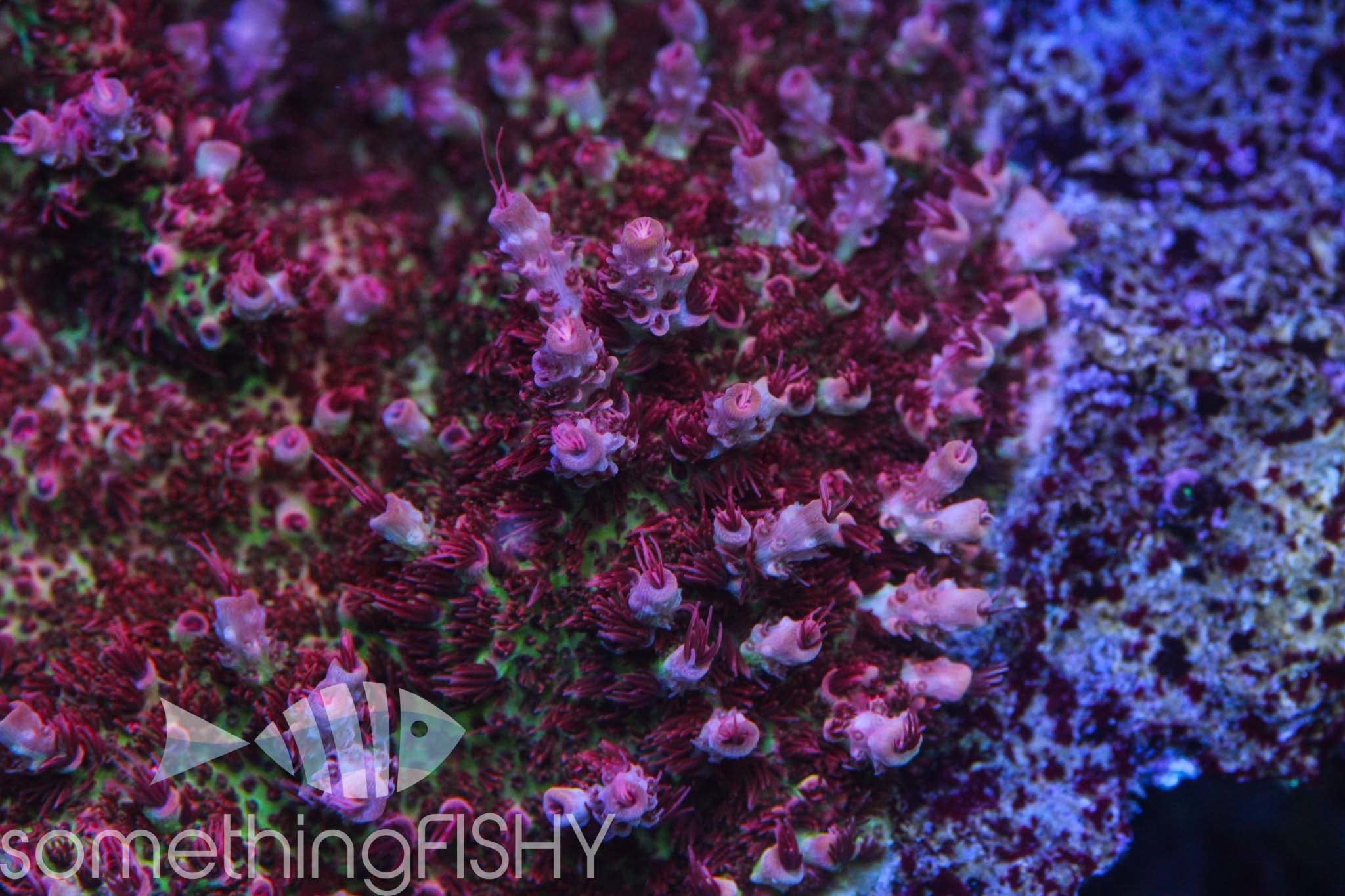 Red Planet Acropora – SomethingFishyLLC