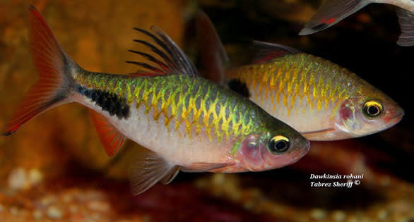 Rohani Barb – SomethingFishyLLC