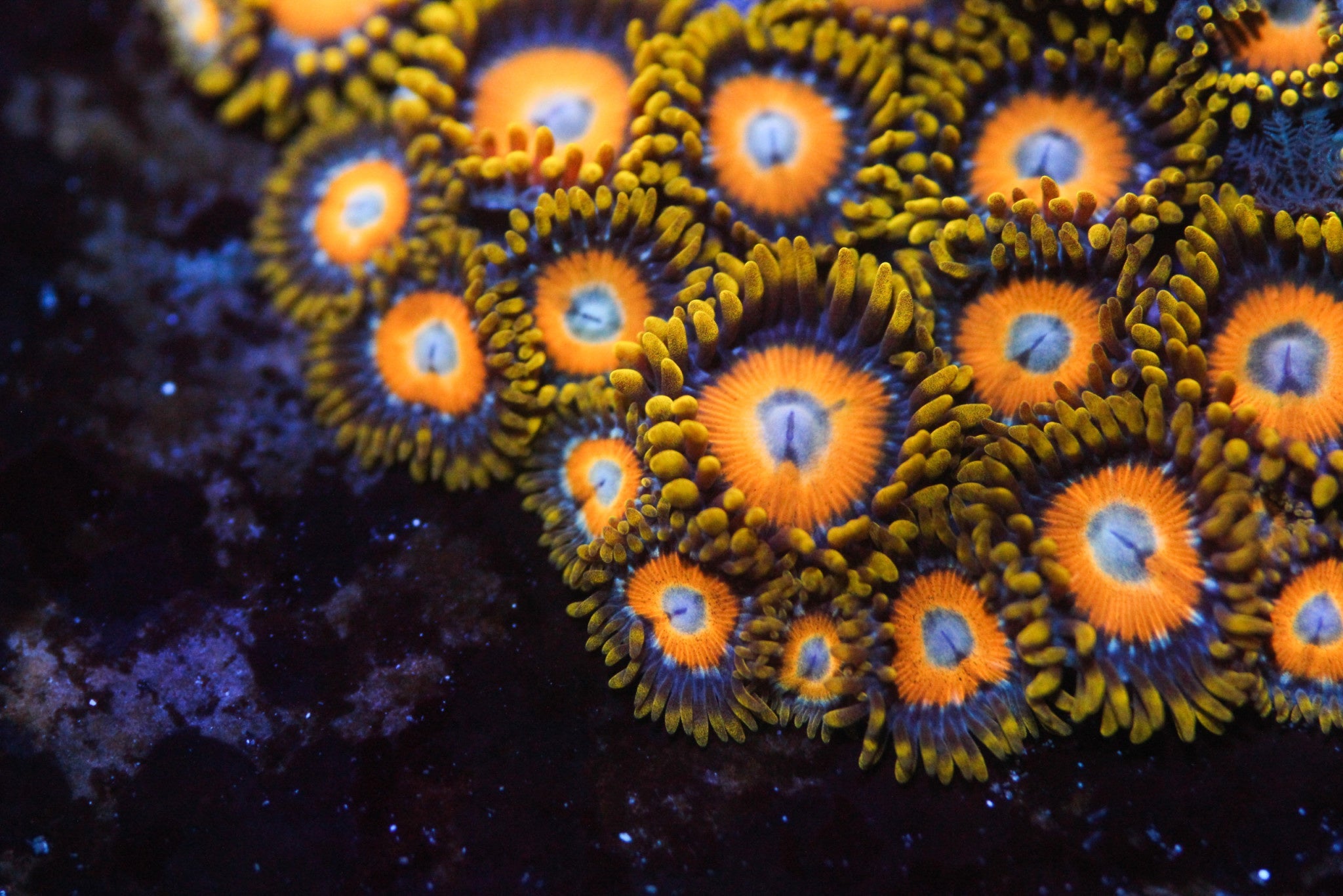 Scrambled Eggs Paly/Zoa – SomethingFishyLLC